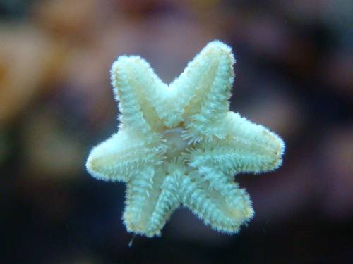 Die neuen Stars im Aquarium: Seesterne - Industrieverband Heimtierbedarf